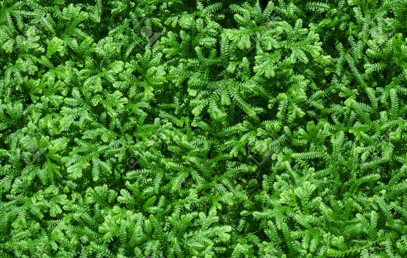 How grow and care for Spikemoss fern plants - Dig It Right | Dig It Right