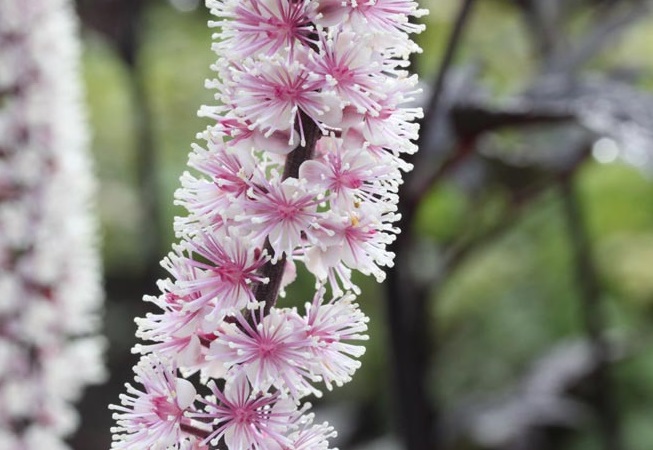 Admiring the scented beauty of the Pink Spike - Dig It Right | Dig It Right
