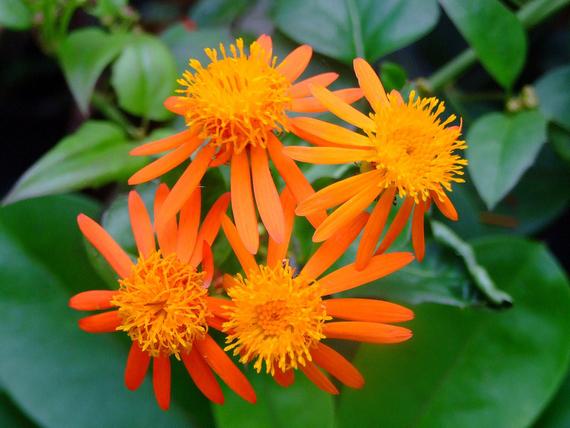 Mexican Flame Vines; how to grow and care for them - Dig It Right | Dig ...