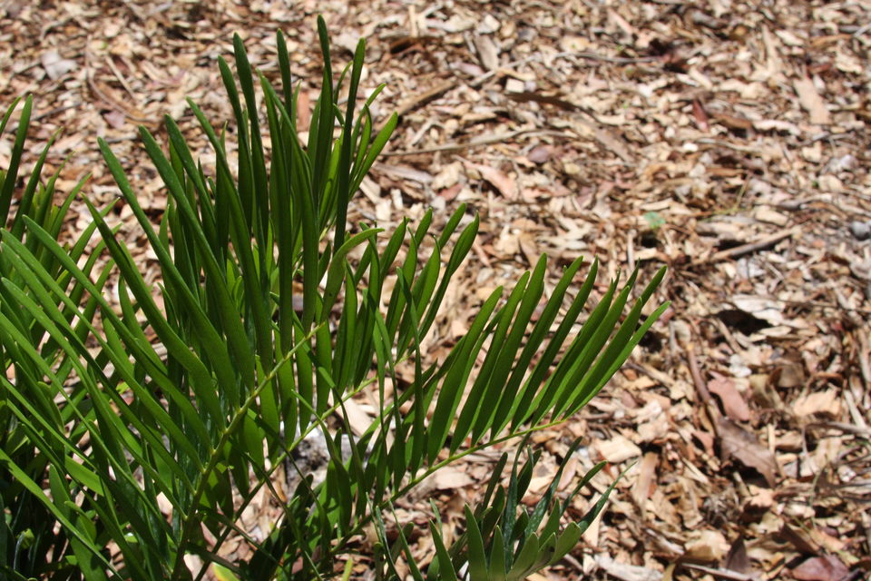 Growing the Florida Arrowroot plants in your backyard - Dig It Right ...