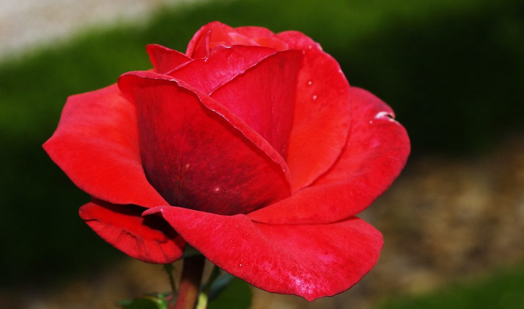 A charming and fascinating rose; the Queen of Bermuda - Dig It Right ...