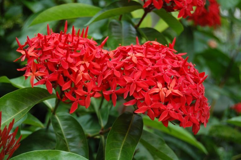 How simple and attractive are Ixora flowers - Dig It Right | Dig It Right