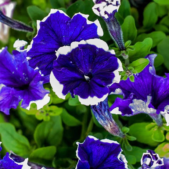 The amazing display of blue petunia flowers - Dig It Right | Dig It Right