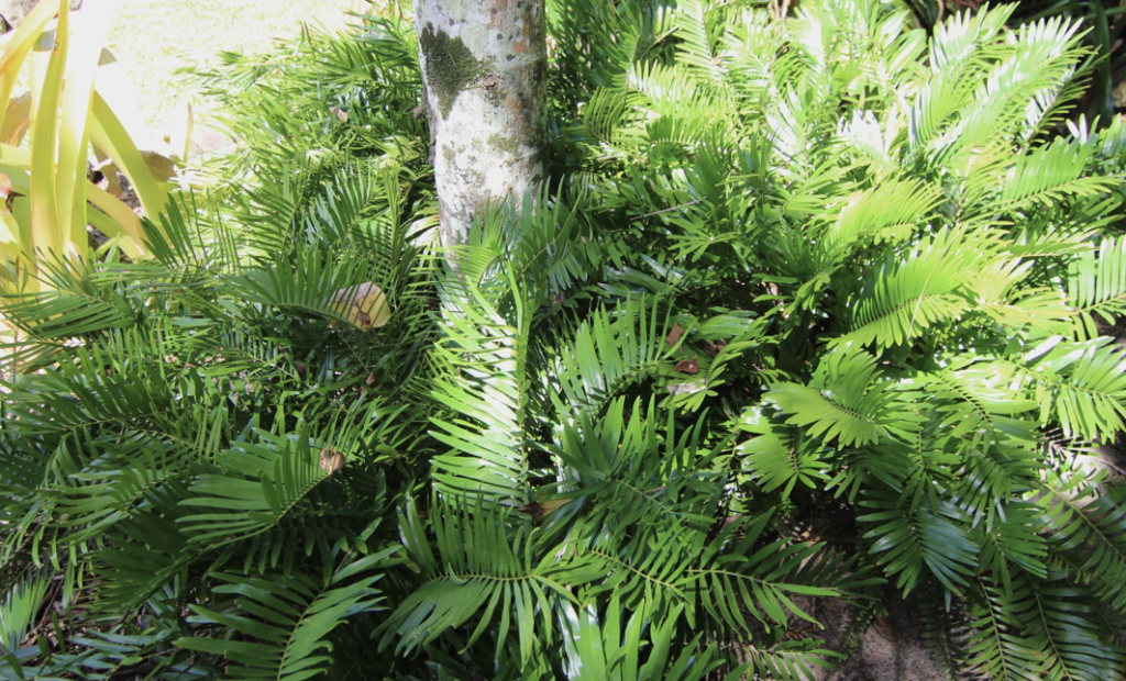 Growing Florida Arrowroot plants and caring for them - Dig It Right ...