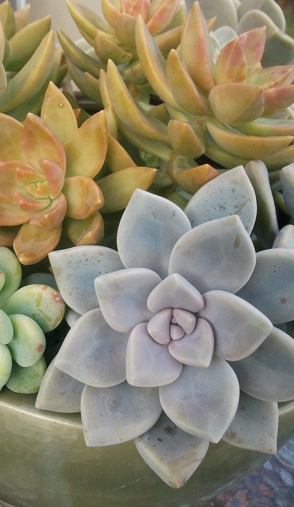 What you should know about the California Sunset succulent - Dig It ...