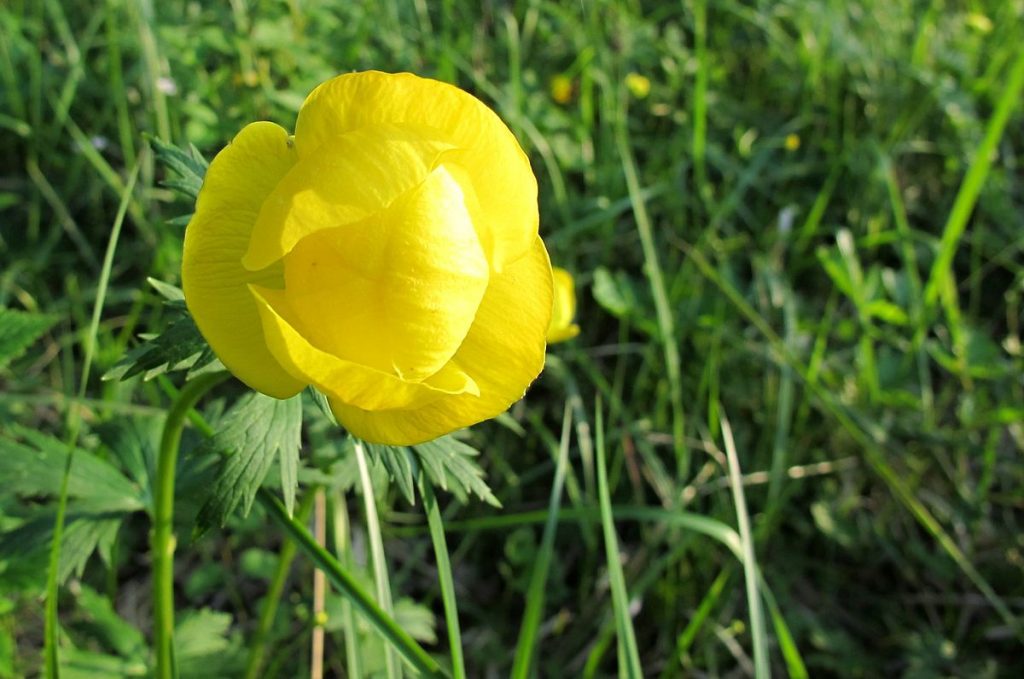The round blooms of the Globe flowers - Dig It Right | Dig It Right