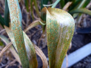 Identify and treat those rust in your garlic leaves - Dig It Right ...