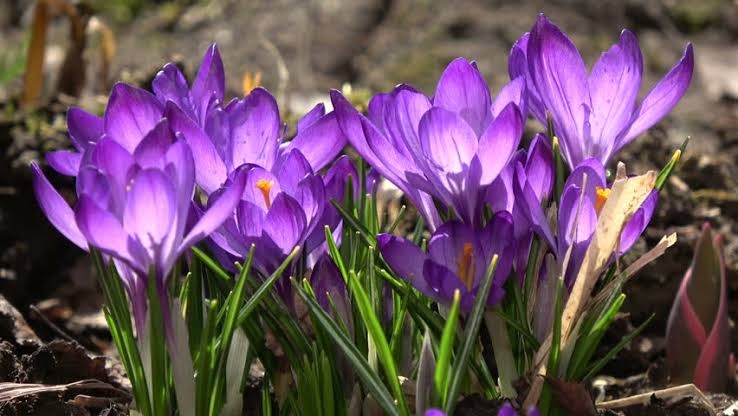 Growing and caring for Spring Crocus plants - Dig It Right | Dig It Right