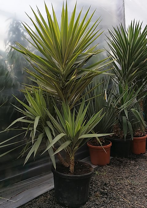 The pointy leaves of the Yucca plant - Dig It Right | Dig It Right