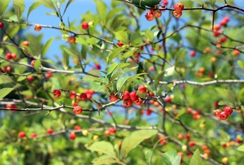 How to reproduce your Mayhaw trees - Dig It Right | Dig It Right