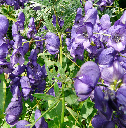 The intimidating flower known as the Monkshood - Dig It Right | Dig It ...