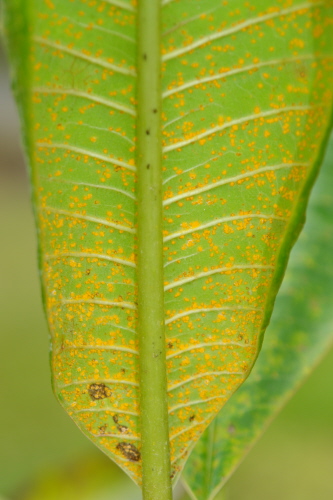 Helpful guide and treatment with rust disease on Plumerias - Dig It ...