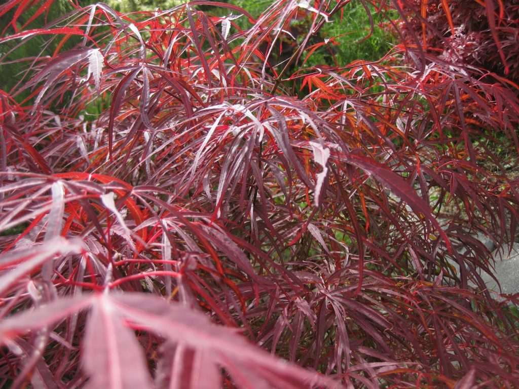 A Japanese experience with the Chitose-Yama maple - Dig It Right | Dig ...