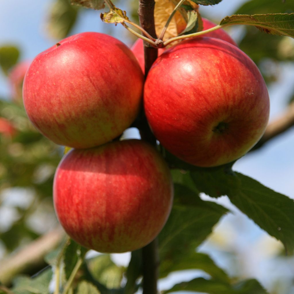 Fortune Apples; a worthy addition for a fruit backyard - Dig It Right ...