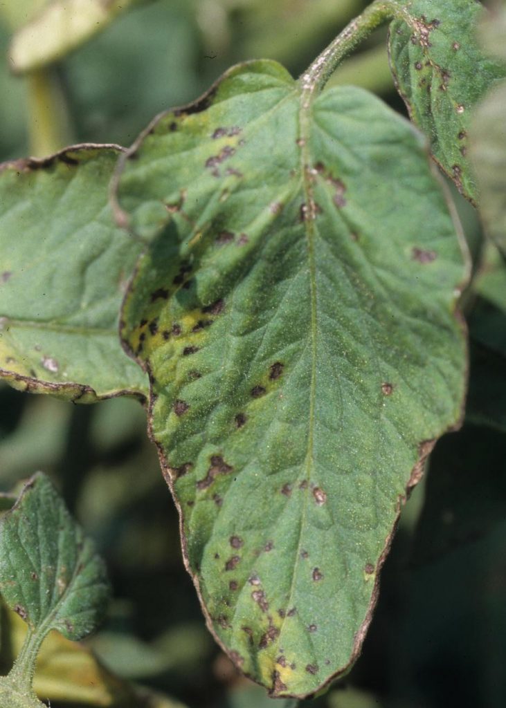 These gray spots in your tomato leaves is truly pestering - Dig It ...