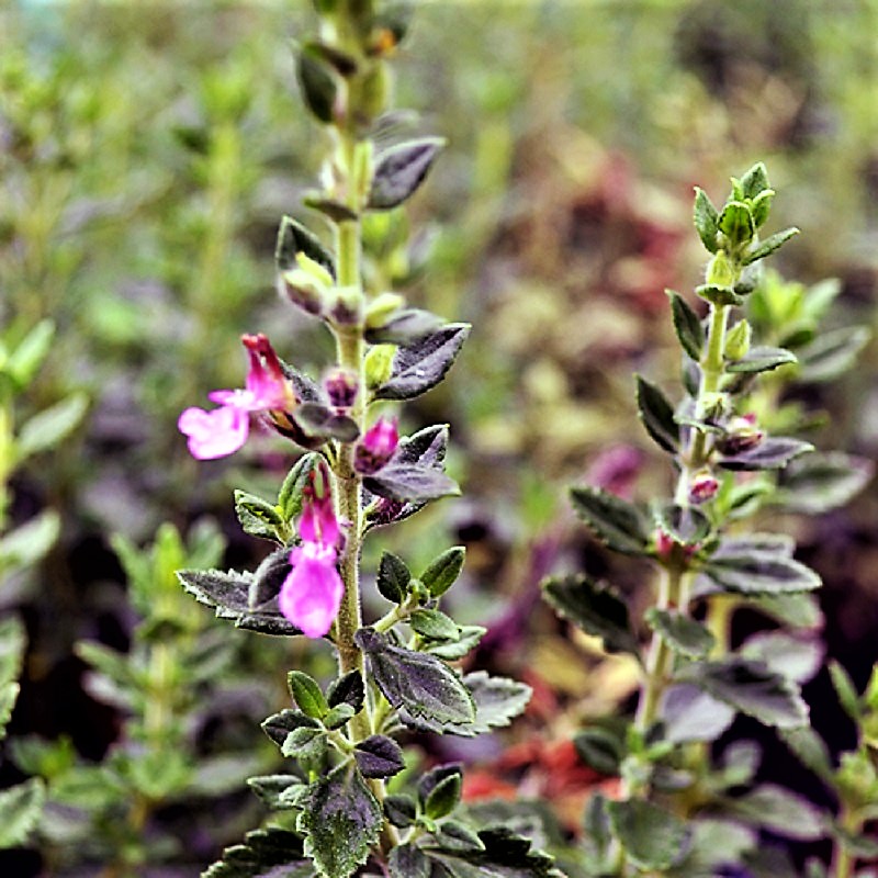 A perfect landscape partner is be the Wall Germander - Dig It Right ...