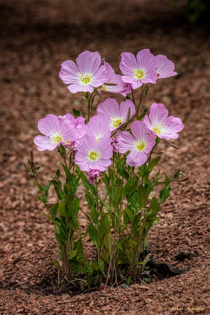 The invasive Mexican Primrose weed - Dig It Right | Dig It Right