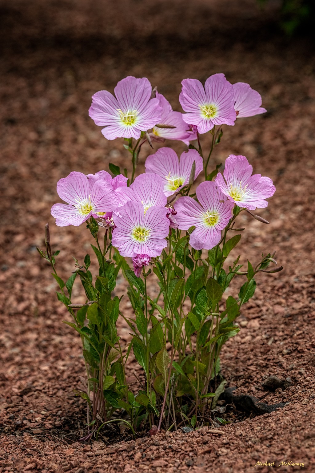 The invasive Mexican Primrose weed - Dig It Right | Dig It Right