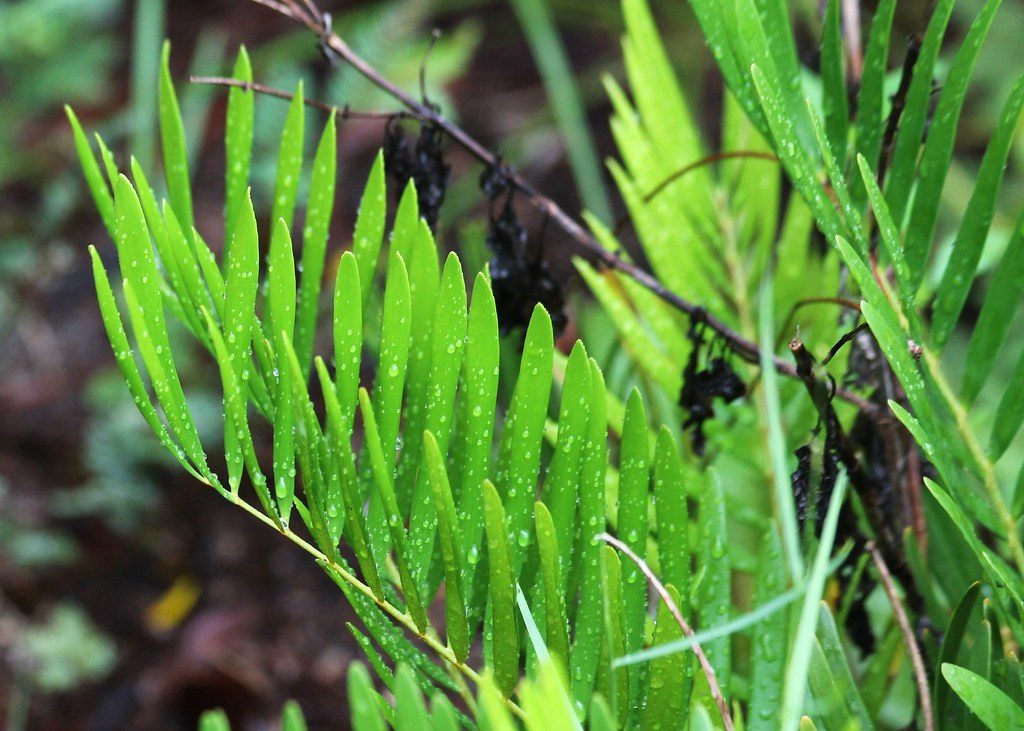 The Florida Arrowroots and how to grow them - Dig It Right | Dig It Right