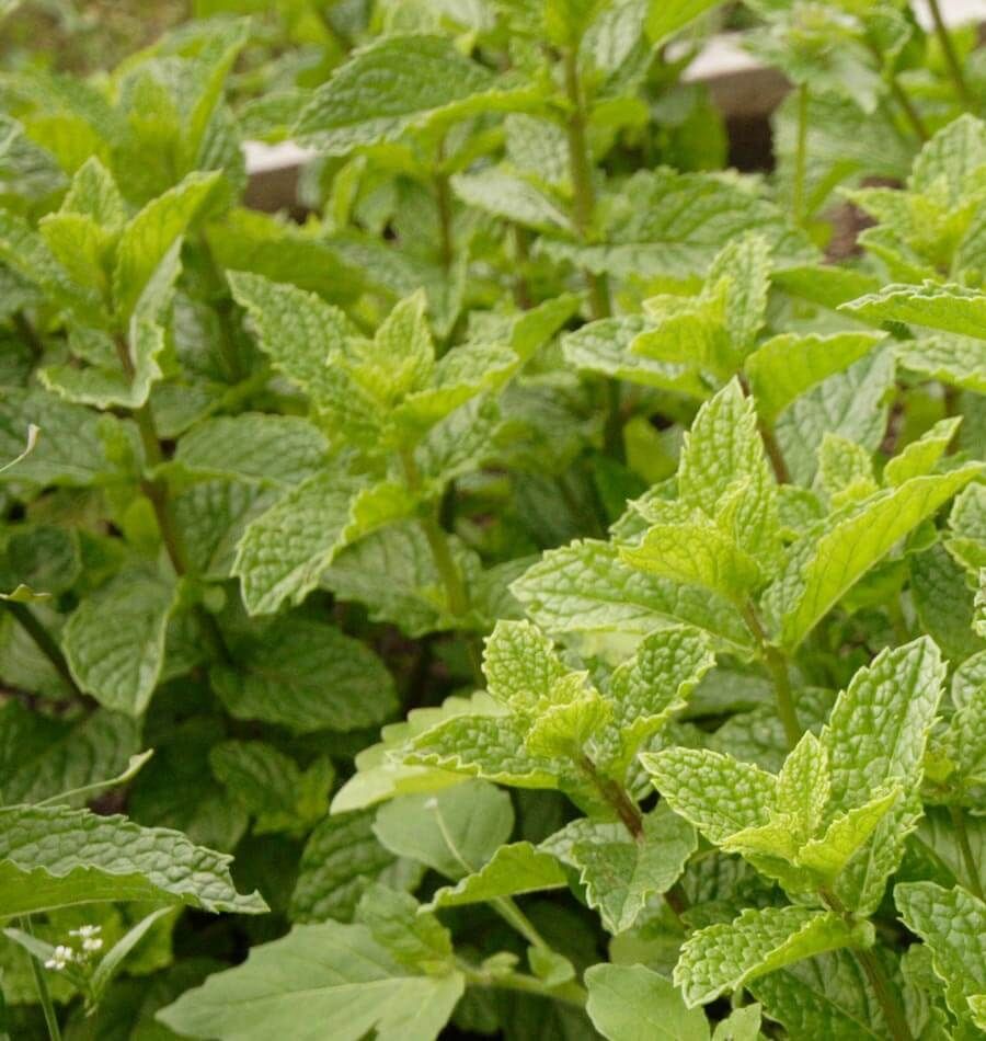 If you have the time, do grow some Habek mint around - Dig It Right ...