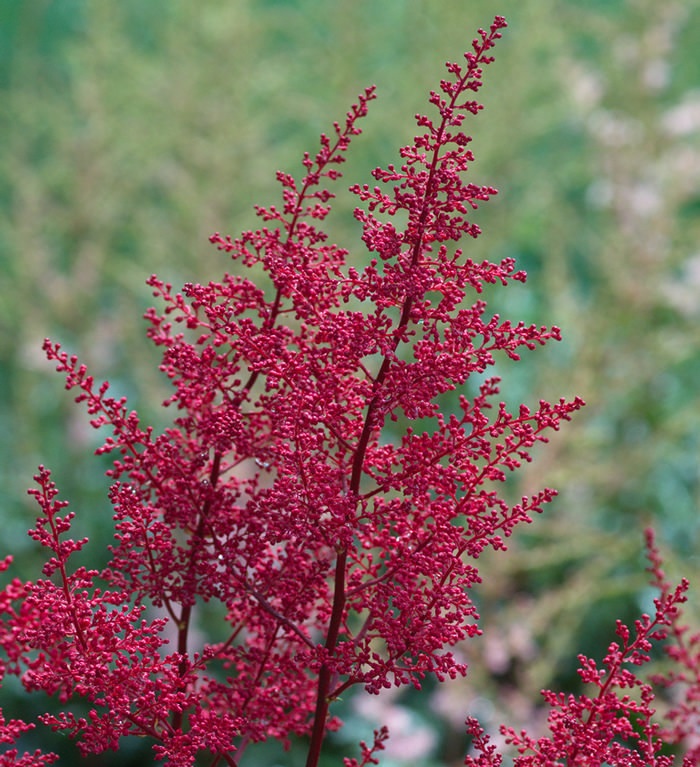 How to grow the Red Sentinel flower in your backyard - Dig It Right ...