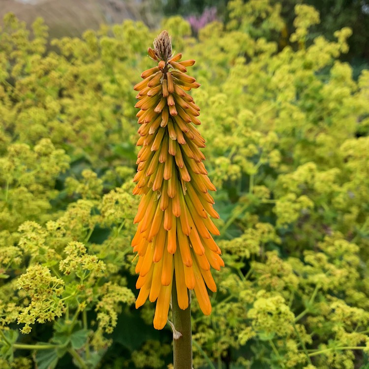 Torch lily plants like the Mango Popsicle is a perfect choice - Dig It ...