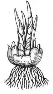 What do we know about corms? - Dig It Right | Dig It Right