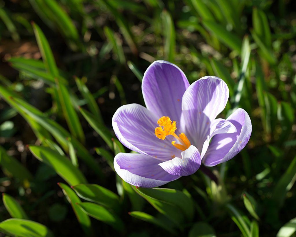 How you should grow the Spring Crocus flower in your garden - Dig It ...