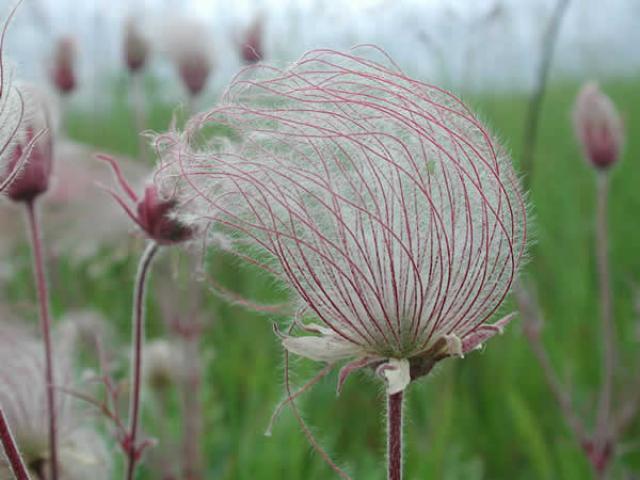A prairie plant you don't want to miss out; the Prairie Smoke - Dig It ...