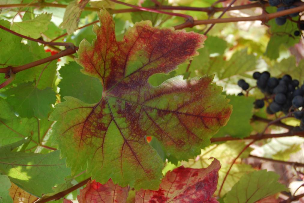 What you should know about the Dead Arm disease in grape trees - Dig It ...