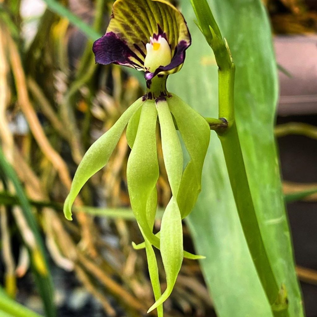 The Clamshell Orchid; a precious plant you should grow - Dig It Right ...