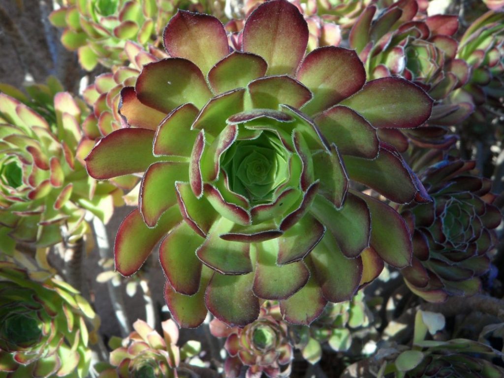 How to grow those beautiful Sunburst plants - Dig It Right | Dig It Right