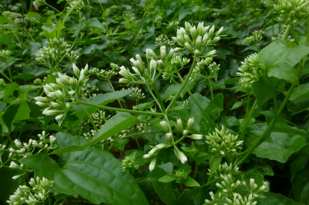 A bit invasive but elegant in some ways; that's the Mikania vines - Dig ...