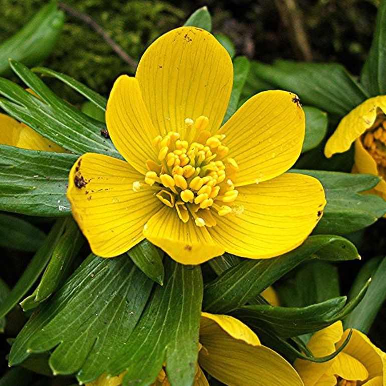 Learn the proper care needed by the Winter Aconites - Dig It Right ...