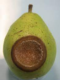 Don't ever ignore the rotting in your Pears - Dig It Right | Dig It Right